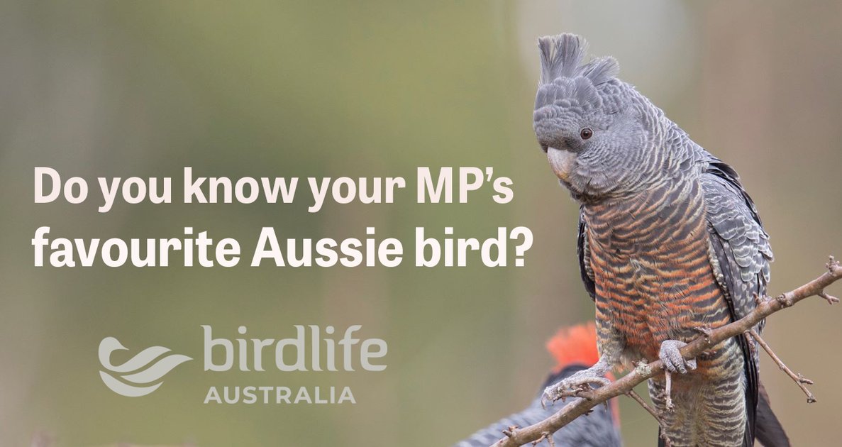 Email your MP to ask about their favourite bird | Favourite Bird 2023